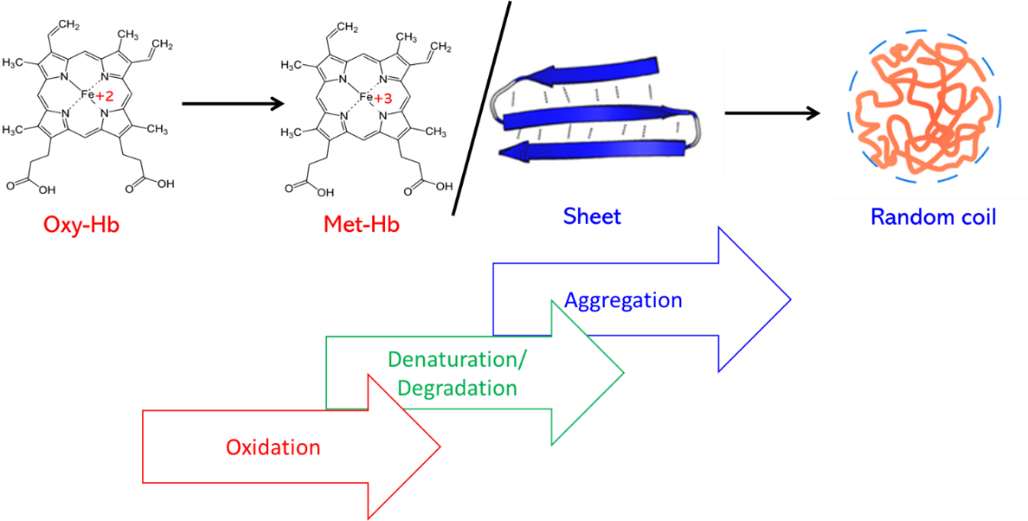 How can blood tell us when a crime happened? – ForensicBites