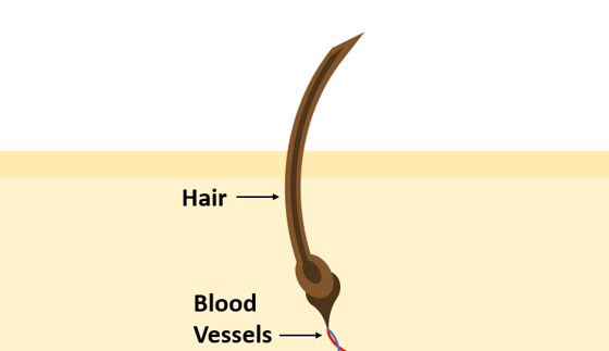 Is There Evidence Hiding in Your Hair? – ForensicBites