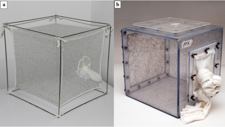 Identifying forensic science’s “first responder”, the blowfly ...