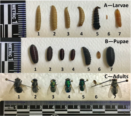 Identifying forensic science’s “first responder”, the blowfly ...
