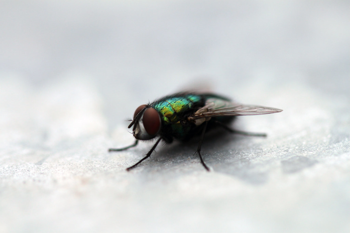 Identifying forensic science’s “first responder”, the blowfly ...