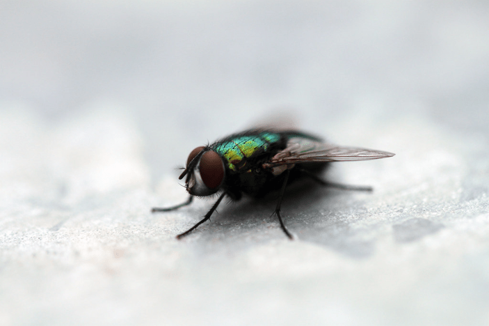 Identifying forensic science’s “first responder”, the blowfly ...