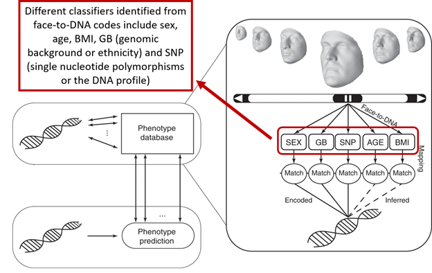 Building a “Face” from DNA – ForensicBites