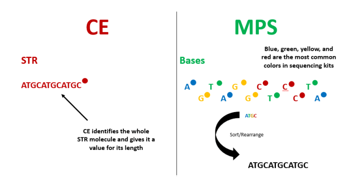 Back to the Future: Advances in DNA Analysis Using Massively Parallel ...