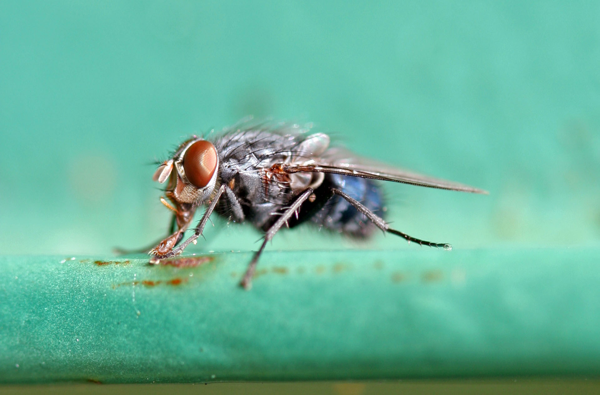 Premature blowfly egg development leads to inaccurate time since death ...